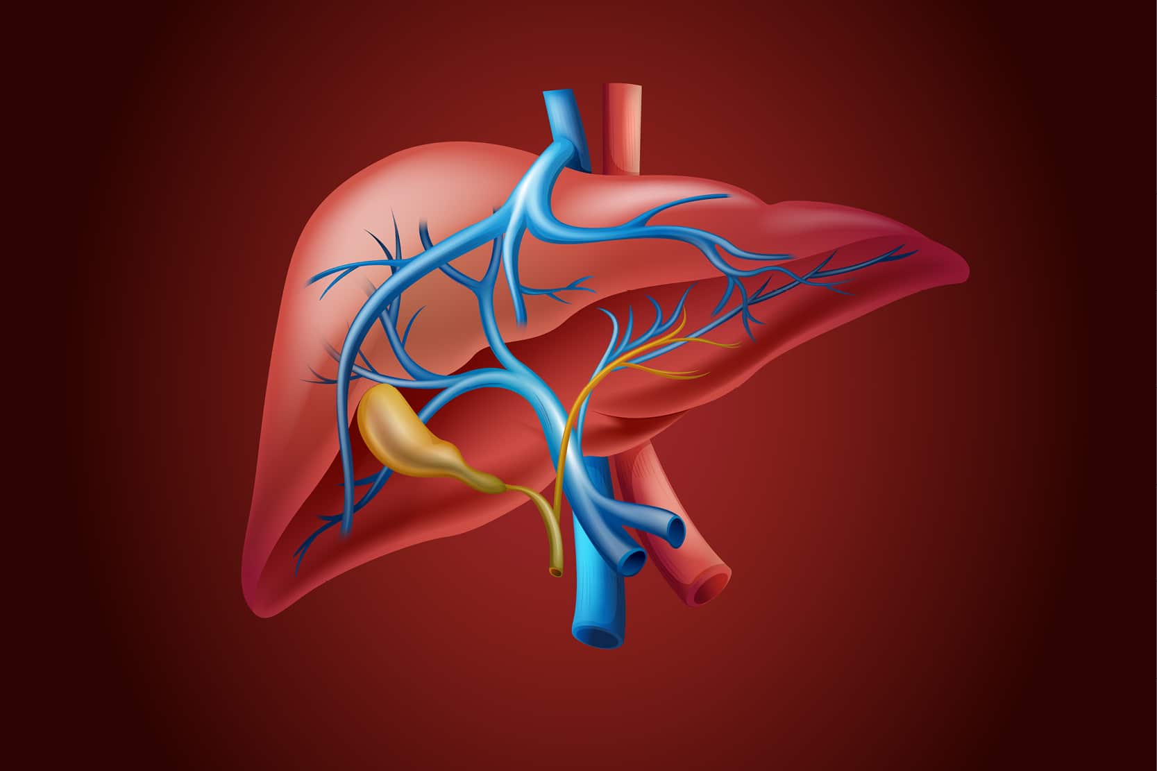 Unsere Leber: unterschätztes Stoffwechsel- und Speicherorgan | Breitenbach